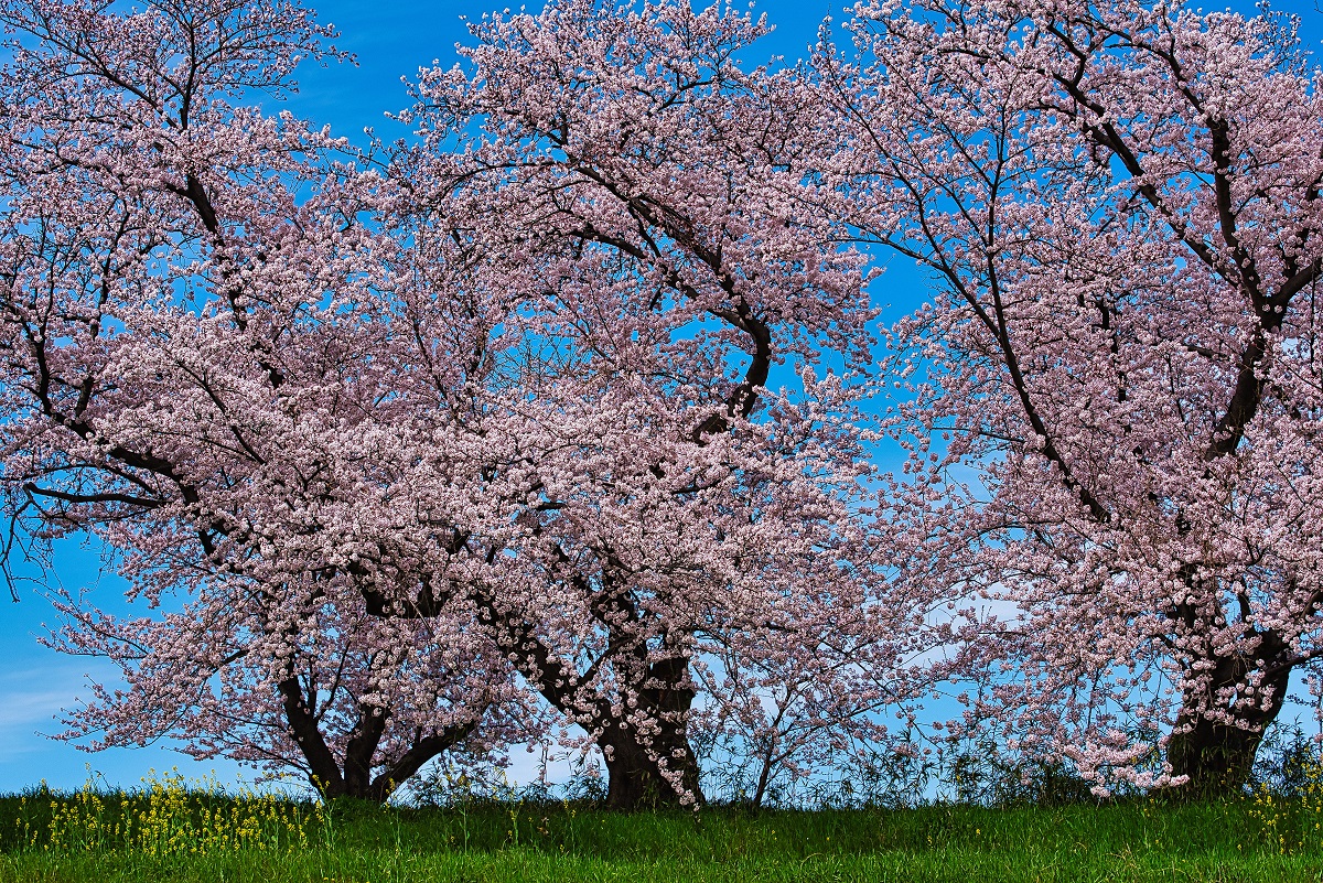 お花見の季節16のシーン別作例を参考に桜の写真を撮影してみよう | FantasyPhotoLife